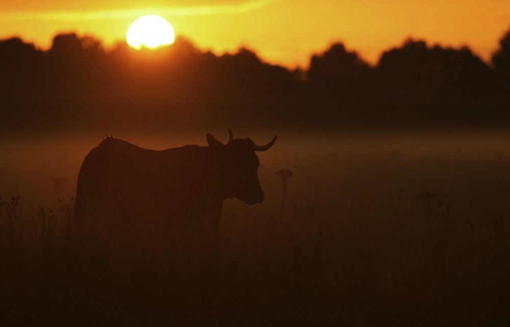 Resurrecting the aurochs of Lascaux