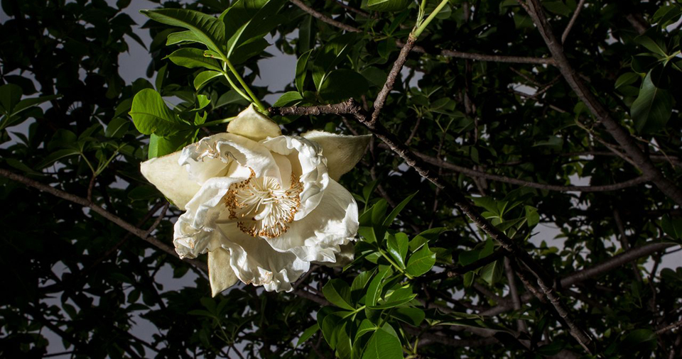 Bradshaw paintings and the Boab