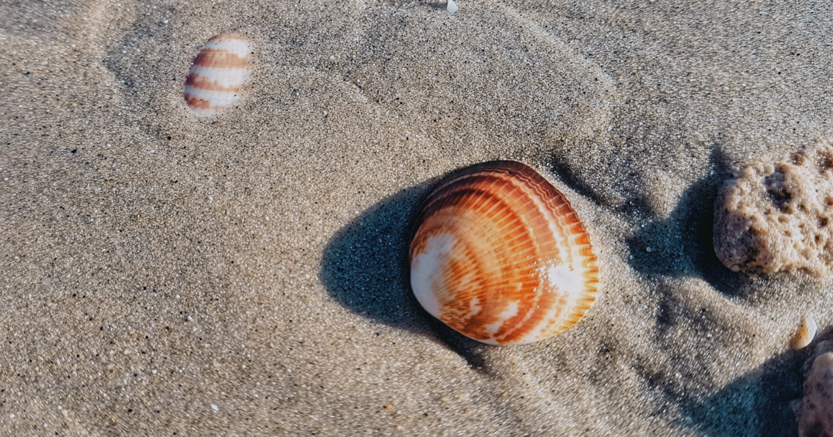 Neanderthals dived for shells to make tools