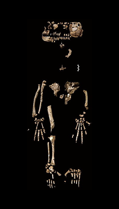 Human Origins - Short Story of Human Evolution