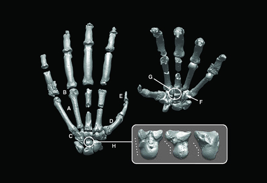 Human Origins - Short Story of Human Evolution