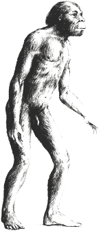 Australopithecus Robustus Body
