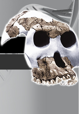 Australopithecus garhi