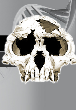 Ardipithecus ramidus