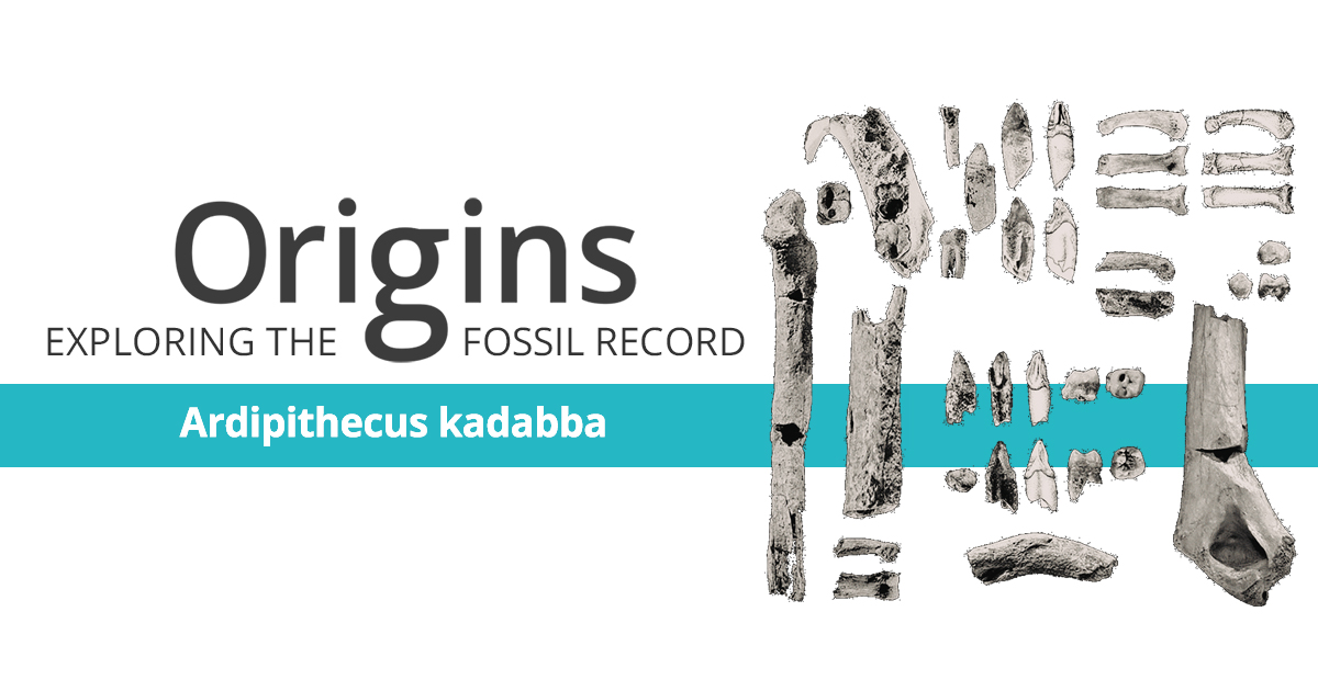 Ardipithecus kadabba