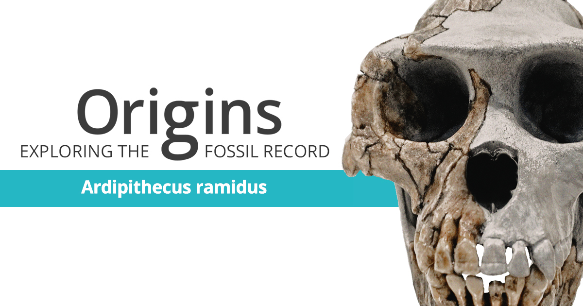 Ardipithecus ramidus