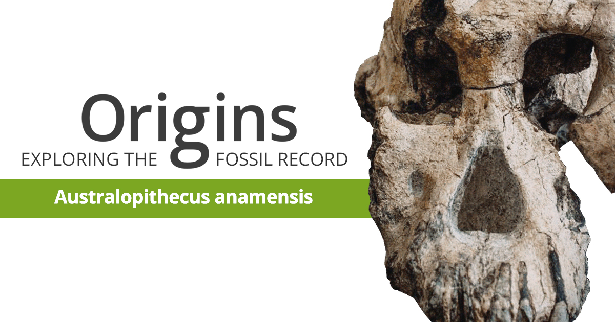 Australopithecus anamensis