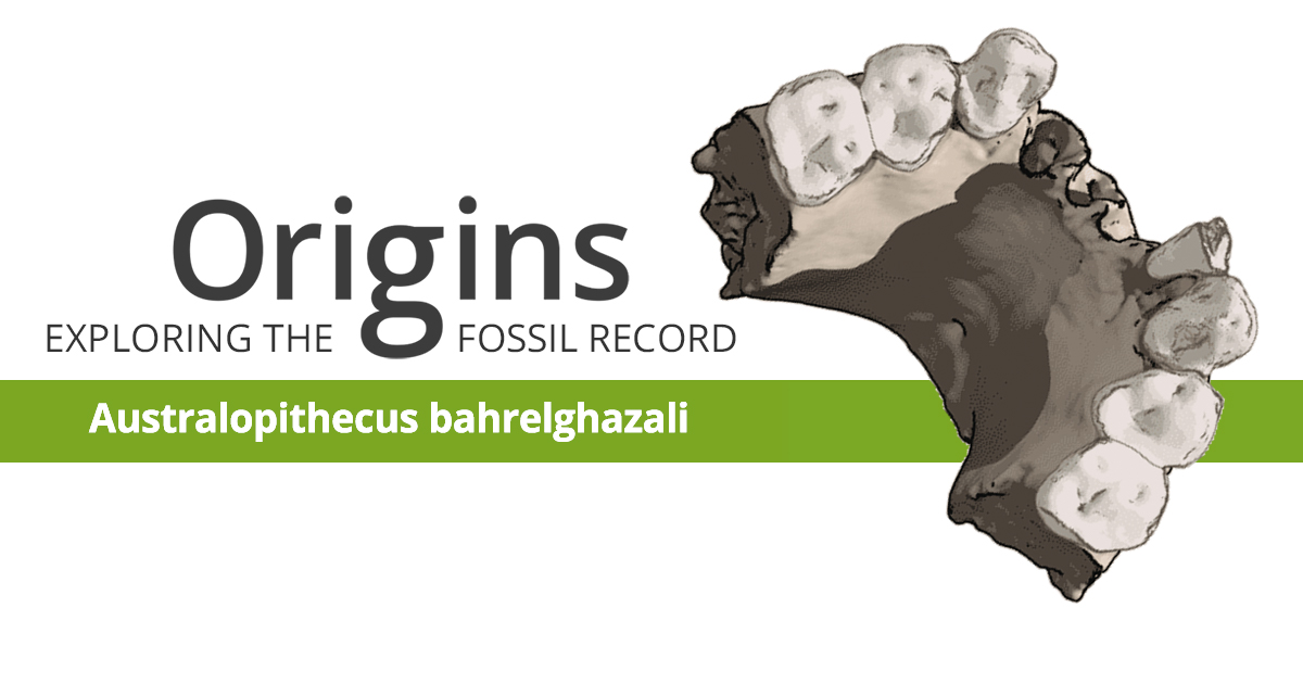 Australopithecus bahrelghazali