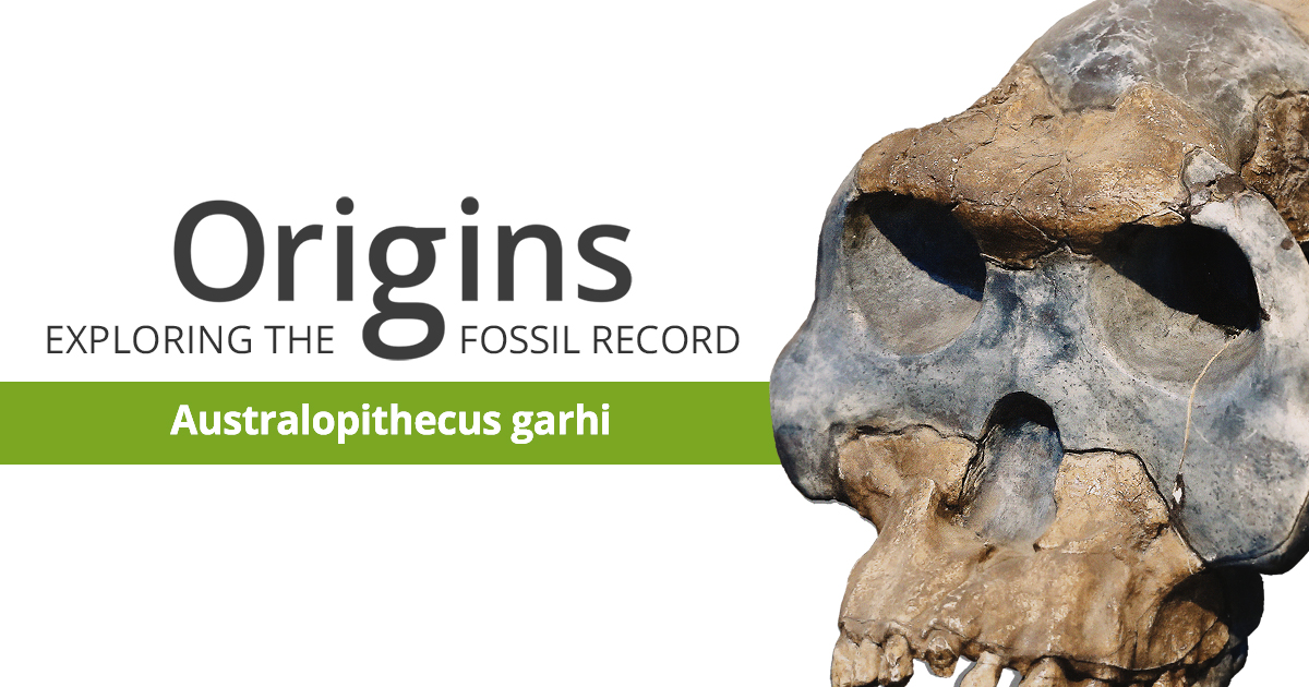 Australopithecus garhi