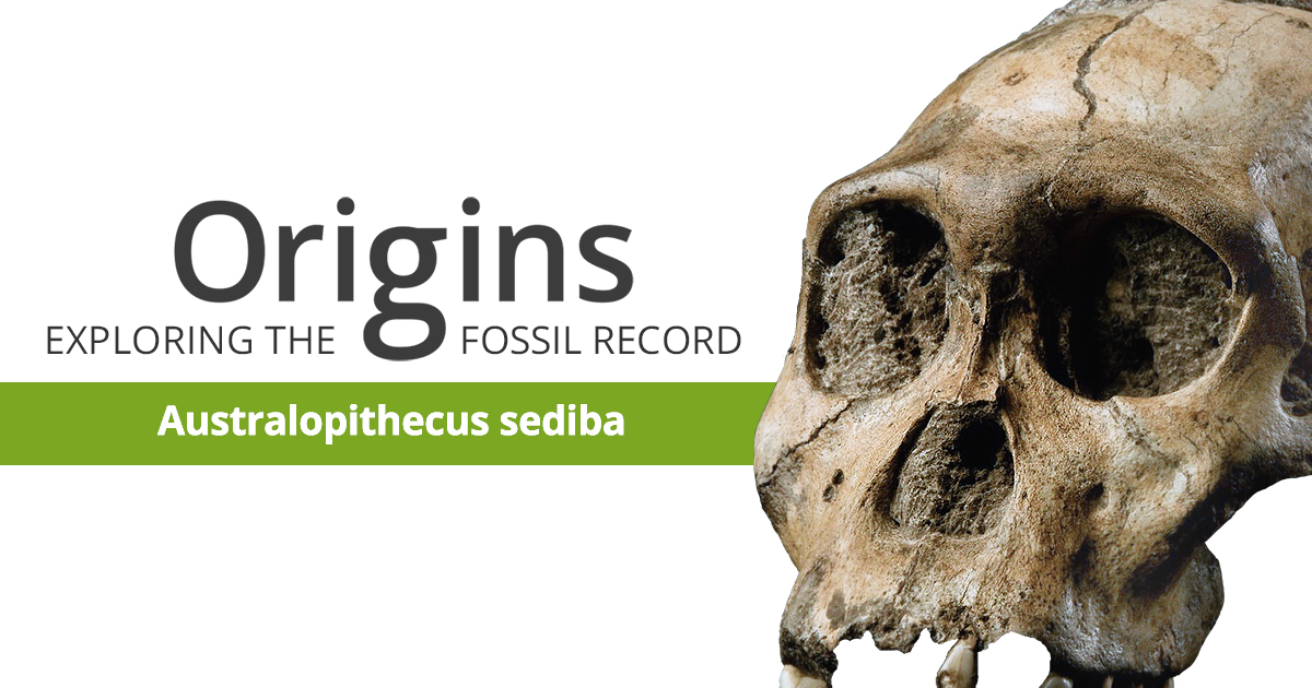 Australopithecus sediba