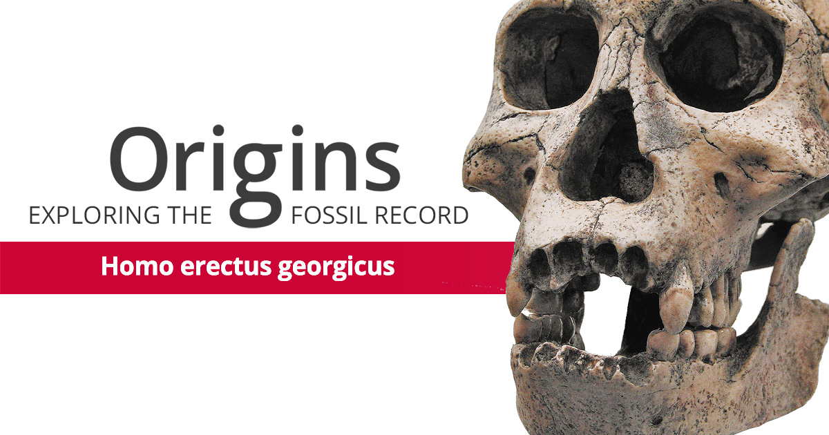 Homo erectus georgicus