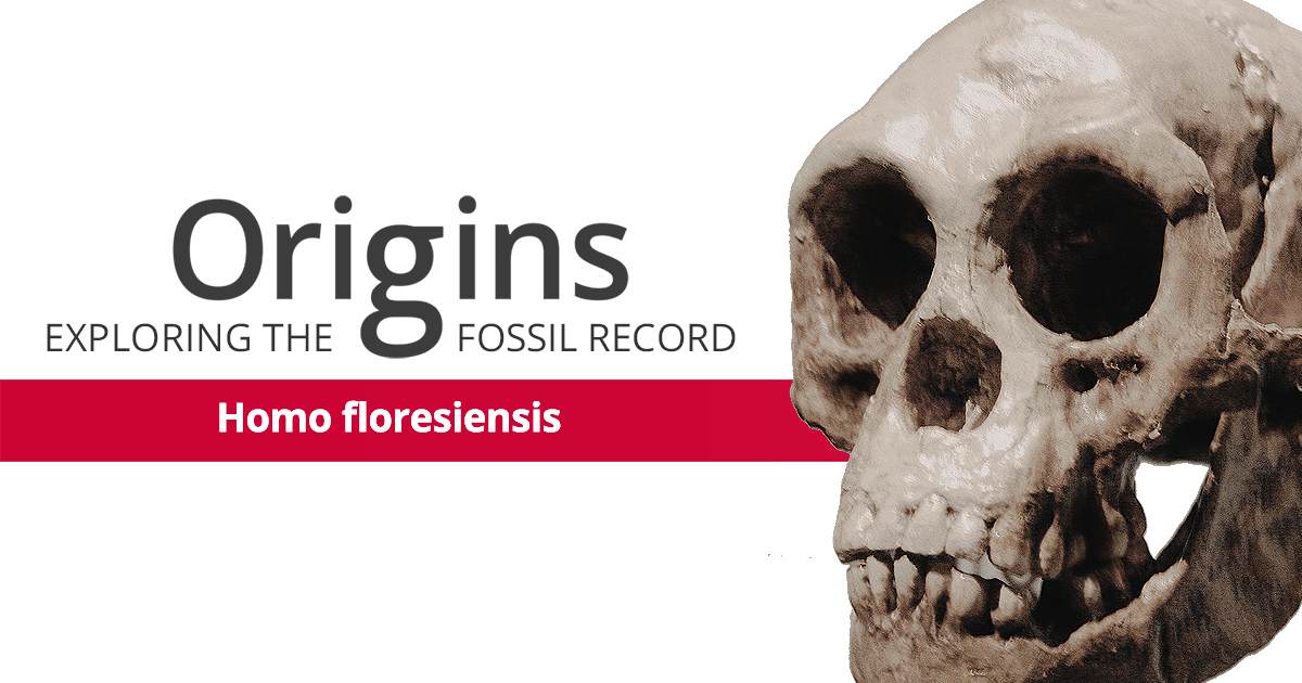 Homo floresiensis