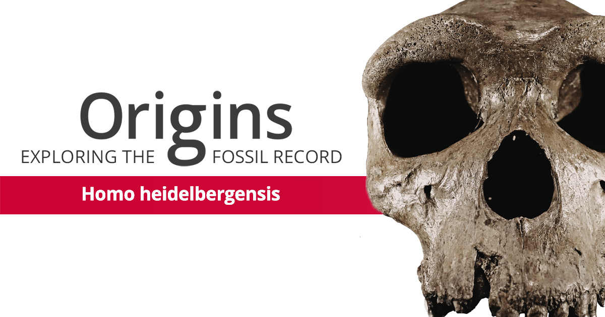 Homo heidelbergensis