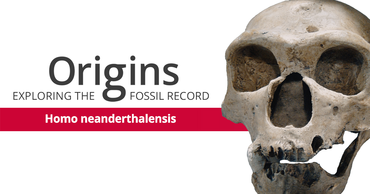 Homo neanderthalensis - Neanderthals