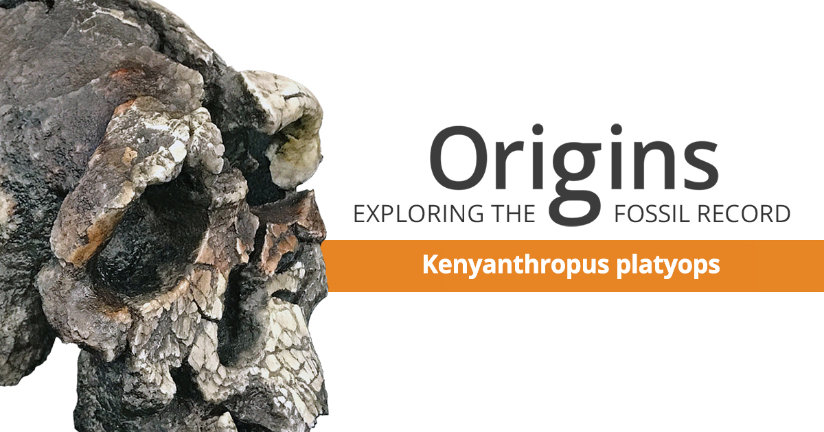 Capacidade Craniana Do Kenyanthropus Platyops