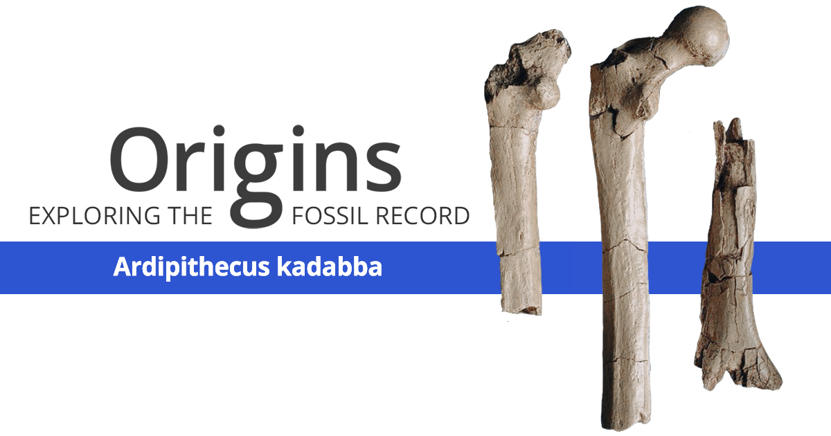 Orrorin Tugenensis Fossil ORRORIN TUGENENSIS MENNESKETS OPRINDELSE