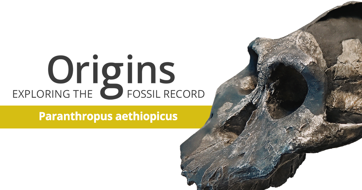 Paranthropus aethiopicus