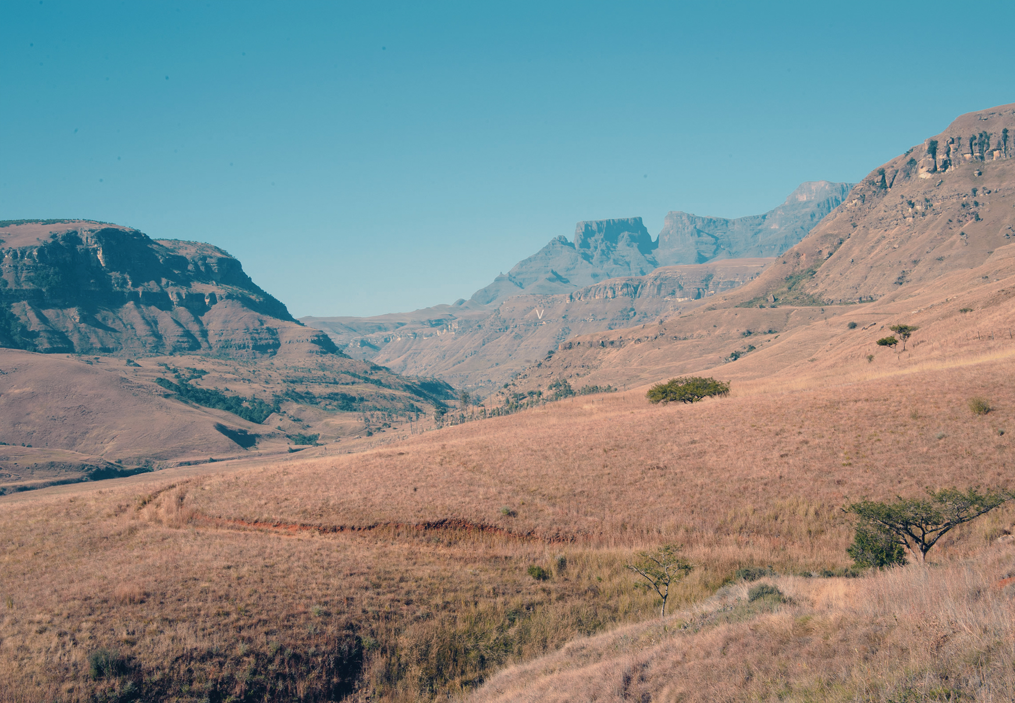 Reflecting on the abundance of sheep and baboon paintings in Junction ...