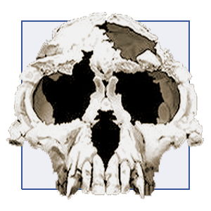 Ardipithecus Ramidus Skull Characteristics