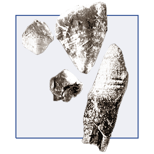 Ardipithecus kadabba